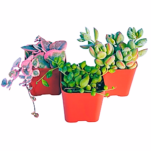 Succulents Plants Live (3-Pack) 2" Hanging Plants Starter Pack, Live Succulent Plants Fully Rooted in Planter Pots with Succulent Soil Mix by The Succulent Cult (3 Pack)