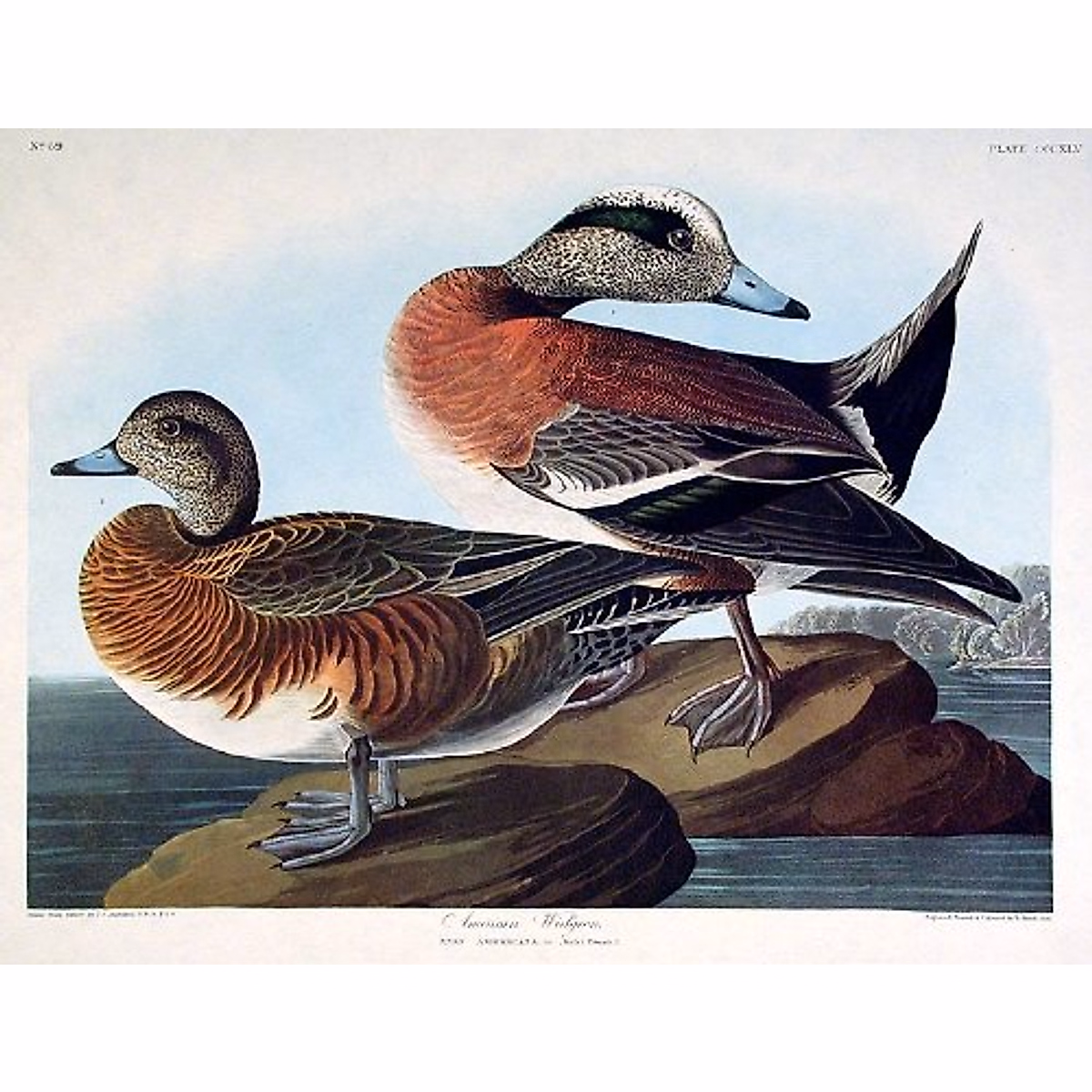 American Widgeon. From"The Birds of America" (Amsterdam Edition)