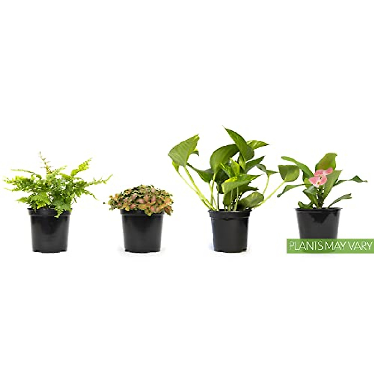 Altman Plants, Classic Houseplant Collection (4PK) Live Plants Indoor Plants Live Houseplants in Plant Pots, Easy House Plants Indoors Live, Snake Plant, Pothos in Potting Soil, Clean Air Plants
