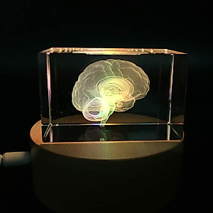 3D Human Brain Anatomical Model Paperweight(Laser Etched) in Crystal Glass Cube Science Gift (No Included LED Base)(3.1x2x2 inch)