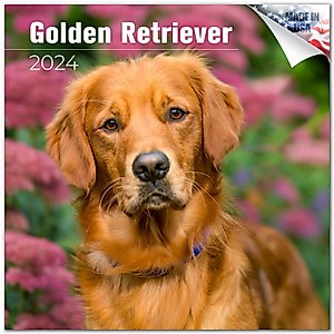 2023 2024 Golden Retriever Calendar - 16 Month FULL SIZE - 12 x 24 Open - Made in USA - Dog Breed Monthly Wall Calendar - Thick No-Bleed Paper - Giftable - Academic Teacher's Planner Calendar