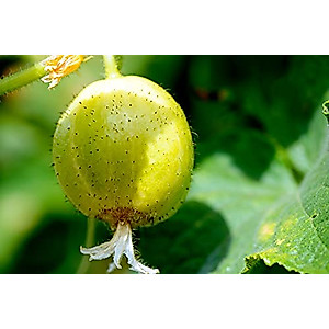 Lemon Cucumber Seeds for Planting,125+ Heirloom Seeds Per Packet, (Isla's Garden Seeds), Non GMO Seeds, Botanical Name: Cucumis sativus 'Lemon', Great Gift for Home Garden