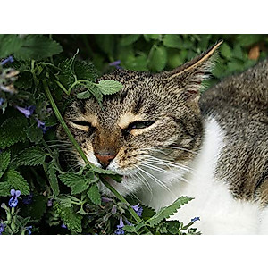 NatureZ Edge Catnip Seeds for Planting, 1700+ Herb Seeds, Indoor or Outdoor Growing, Your Cat Will Love Them, Non-GMO