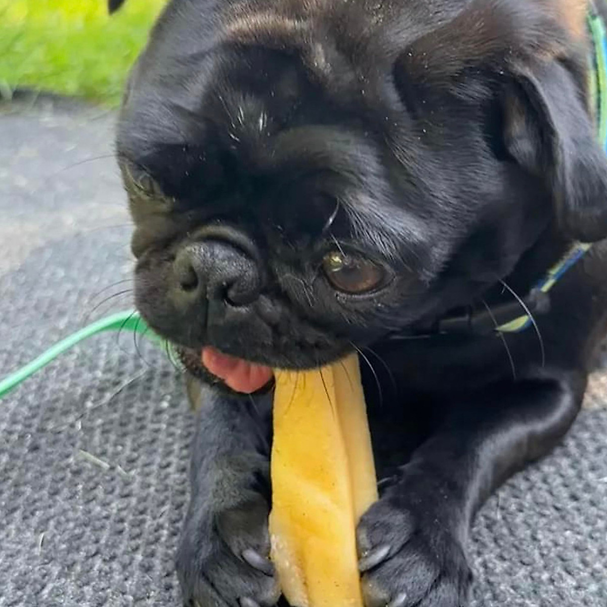 Pupford Yak Cheese Himalayan Dog Chews | for Aggressive Chewers | Durable & Long-Lasting Chews for Teething Puppies & Dogs Simple, Natural Ingredients, Low Calorie, Delicious Treat