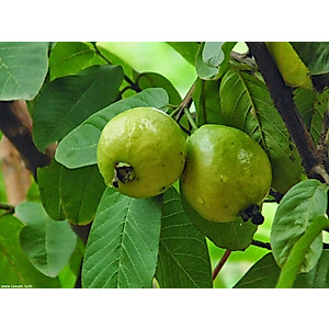 Fresh Guava Leaves from Trees Grown in South Florida - 1 oz (Approx. 10 to 25 Leaves) - No pesticides or Chemical Sprays / No Reimbursement or Return