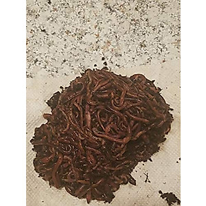WWJD red wigglers 150 Count Worm. organically Raised. Delivered Live Fast