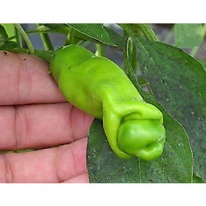 1312-Penis Peter Pepper Mix (Capsicum chinense) Seeds by Robsrareandgiantseeds UPC0764425789666 Bonsai,Non-GMO, Hottest,Organic,Historic,Super Hot, 1312 Package of 10 Seeds