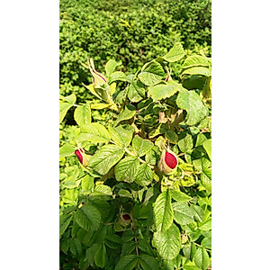 TooGet Fragrant Natural Red Rose Buds Rose Petals Organic Dried Flowers Wholesale, Culinary Food Grade - 4 OZ