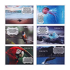 Zonon 60 Pieces Fun Facts Seasonal Landscapes Postcard Assorted Animal Fruits Scenic Spots Theme Postcards Funny Postcards for Kid Teacher, 4 x 6 Inches (Fun Facts)