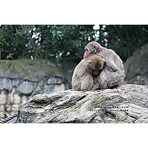 Canon Mirror-Less SLR Camera EOS M2 Triple Lens kit (White) EF-M18-55mm F3.5-5.6 is STM EF-M22mm F2 STM EF-M11-22mm F4-5.6 is STM Comes EOSM2WH-TLK [International Version, No Warranty]