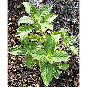 100+ Indian Rama Tulsi Holy Sacred Basil Seeds Green Leaf Heirloom Non-GMO Tulasi Herb Grows Big Fragrant Grown in USA