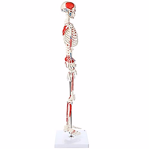 Axis Scientific Mini Human Skeleton Model with Metal Stand, 31" Tall, Painted and Numbered Muscle Insertion and Origin Points, Product Manual for Study and Reference, Easy to Assemble
