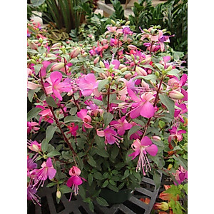 Purple Pink Fuchsia Flower Seeds Perennial Home Plant - 100 Pcs