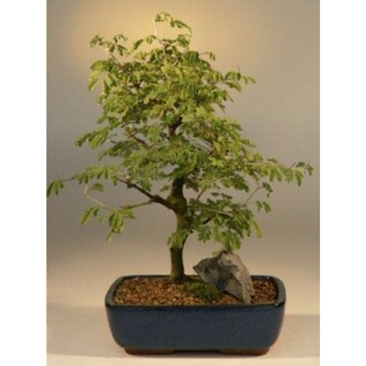Bonsai Boy's Brazilian Raintree Bonsai Tree Large(pithecellobium tortum)