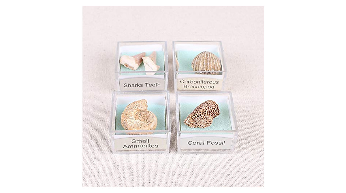 Discover Genuine Fossil Collection – Educational Specimen Box