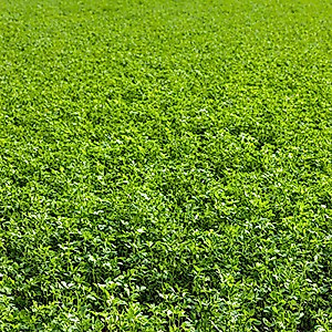 Non-GMO Alfalfa Seeds - 1 Lbs - High Germination, Conventional Seed - Gardening, Cover Crop, Field Growing, Food Storage & More