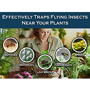 MaxGuard (30 Pack) Yellow Sticky Hanging Traps - Catch and Kill Fungus Gnats, Whiteflies, Mosquitos, Aphids, Leaf Miners, Flying Insect Catcher Glue Trappers for Indoor or Outdoor