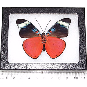 BicBugs Panacea prola Verso Real Framed Butterfly RED Peru