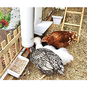 Royal Rooster Chicken Feeder and Waterer Set - Includes 1 Gallon Waterer with 2 Cups and 7lb Feeder for Chickens - Chicken Coop Accessories with Hanging Chicken Poultry Feeder and Chicken Waterer Kit