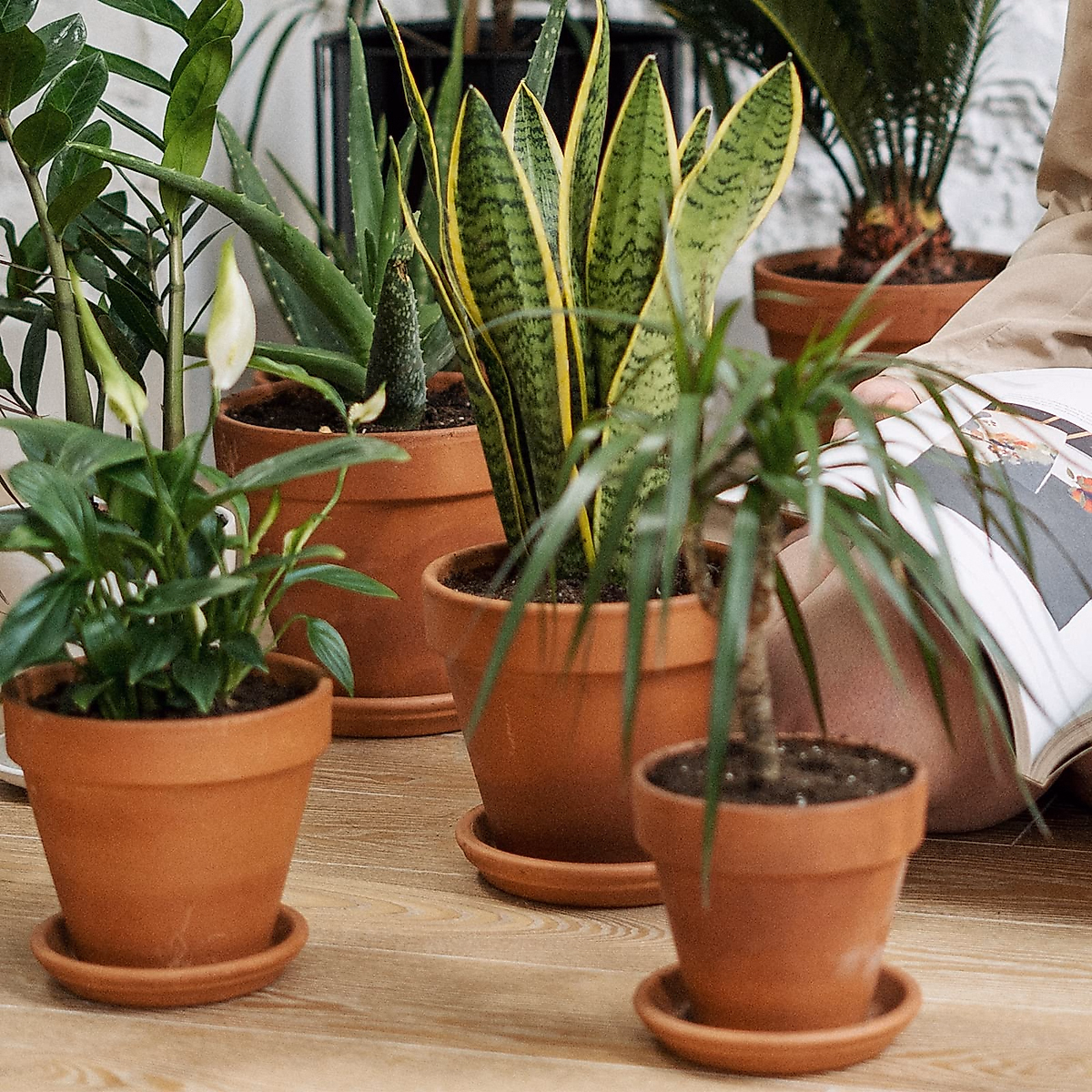 INGOFIN Terracotta Pots Set with Saucer - 2-Pack Ceramic Clay Planters with Drainage Hole, Garden Flower Succulent Pots with Tray for Indoor Outdoor Plants, 8 inch, Set of 2