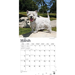 West Highland White Terriers 2022 12 x 12 Inch Monthly Square Wall Calendar with Foil Stamped Cover, Animals Dog Breeds Puppies DogDays