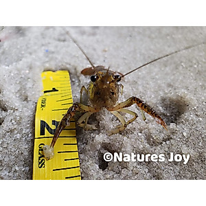 Live Mosquitofish Trumpet Snails Freshwater Aquarium Pond Crayfish Craydad Feeders Fish Food Combo Value Pack