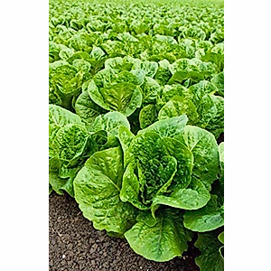 3000 Parris Island Cos Romaine Lettuce Seeds - 4+ Grams - Heirloom Non-GMO USA Grown Premium Vegetable Seeds for Planting - by RDR Seeds