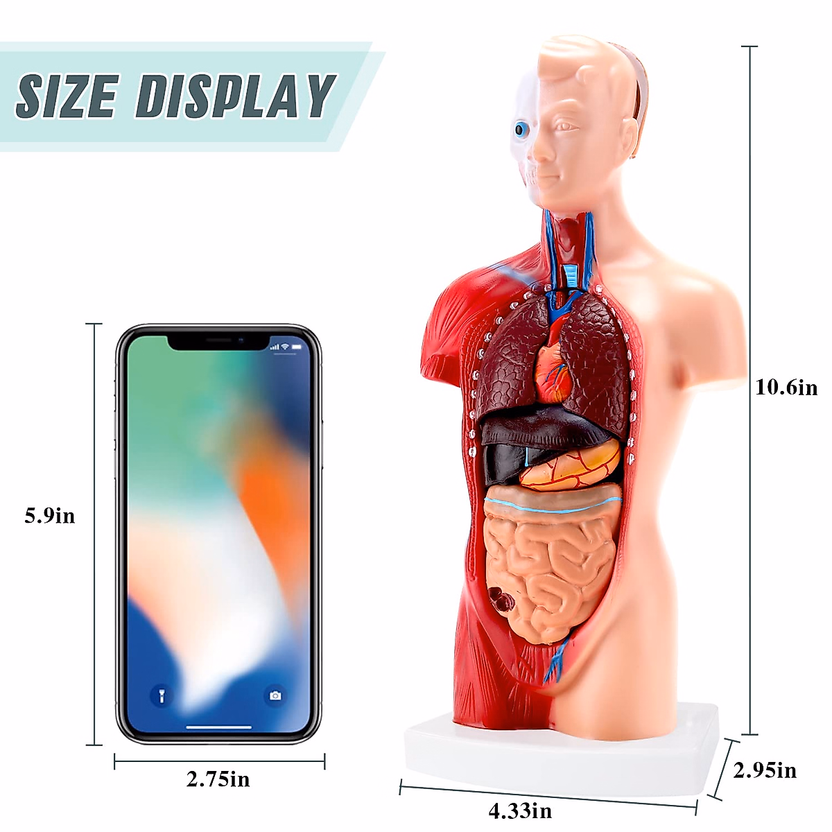 RONTEN Human Torso Body Model, 11inch 4D Medical School Educational Display Tool for Medical Student Learning