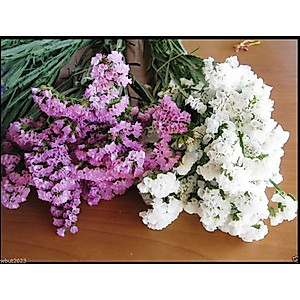 500 Seeds - Statice Seeds-Mix, Lavender, Blue, Rose, Sky Blue, Apricot,&Yellow