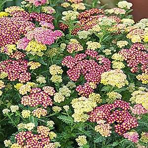Outsidepride Perennial Achillea Millefolium Yarrow Pastels Garden Flowers for Cutting - 1000 Seeds