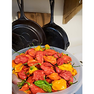 36- Fresh Picked Super Hot peppers