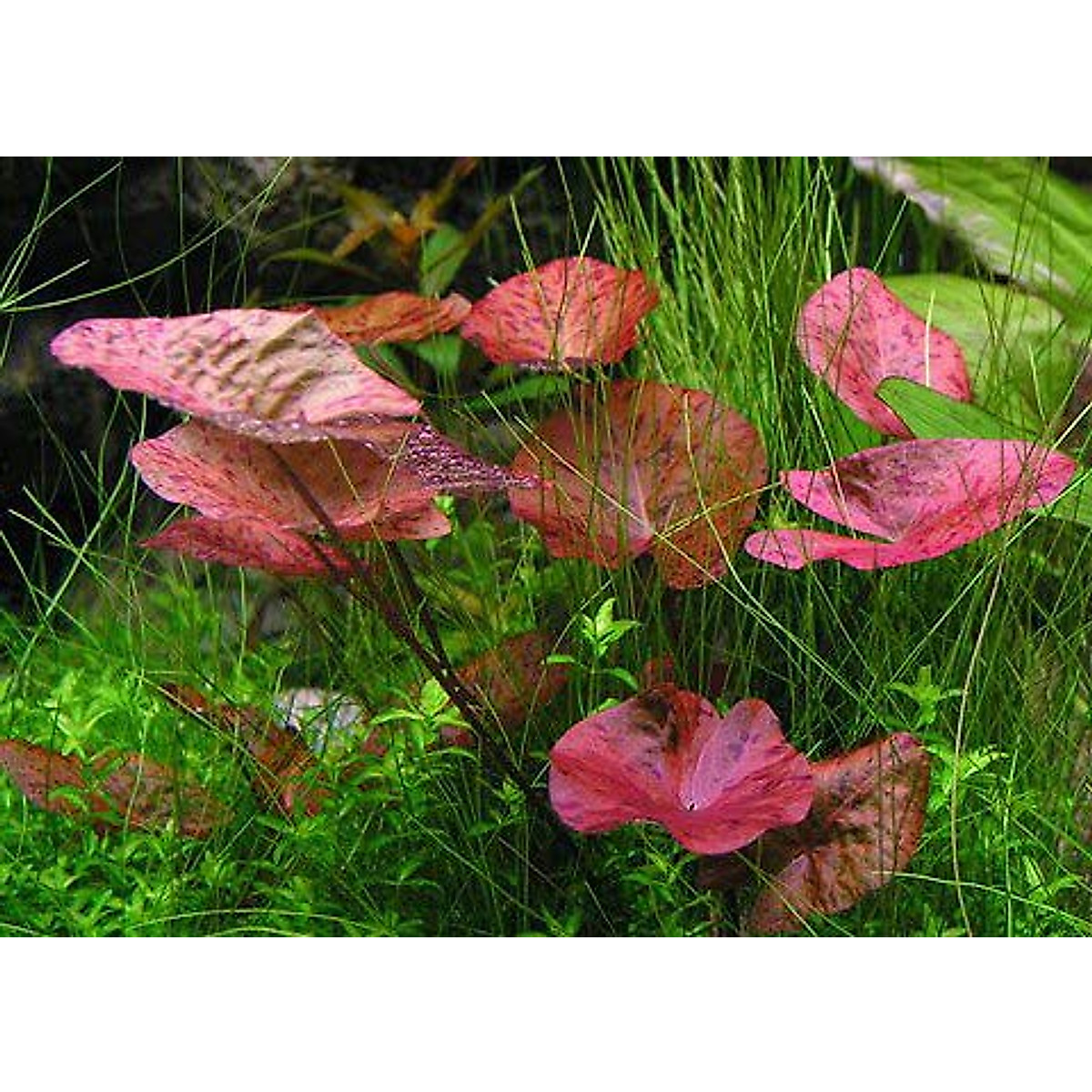 Tiger Lotus Bulbs - Freshwater Aquatic Plant | Sprouts in Tanks Under 72F