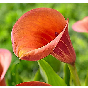 Calla Lily Mix（100+）Seeds Flowers Easy to Grow Planting for Outdoor Indoor Home Bonsai