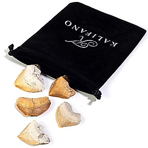 KALIFANO Authentic Fossilized Prehistoric Corax Shark Teeth (5 Pack) from Morocco - Shark Tooth for Fossil Collections and Education Purposes (Information Card Included)