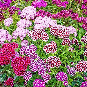 QAUZUY GARDEN 3000 Seeds Mixed Dianthus Seeds Carnation Gillyflower Sweet William Garden Clove Cheddar Pinks Seeds- Perennial Hardy Easy Growing Flower