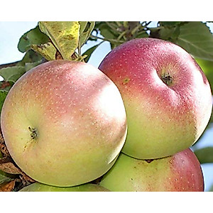 zellajake 30+ Seeds Apple Tree Seeds Mixed Varaieties,Fruit Sweet Delicious