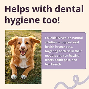 Glacier Peak Holistics Colloidal Silver - Natural Antibiotic Spray for Dogs & Cats, Internal & External for Anti-Itch and Infection in Pets - 2oz