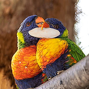 EXCEART 30pcs Bird Cuttlebone Natural Cuddle Bone Bird Beak Stone Beak Grinder Parrot Chew Toys Molar Toy for Parakeets Cockatiel Macaw