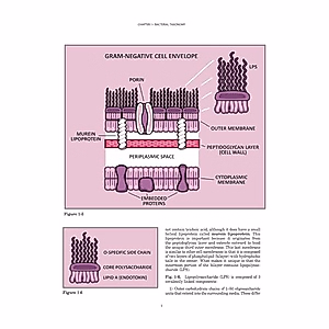 Clinical Microbiology Made Ridiculously Simple: Spiral Bound Color Edition