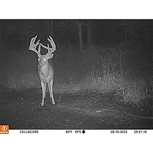 Bushnell CelluCORE 20 Trail Camera for Verizon with Low Glow/80ft Night Range and HD Video Trail Camera