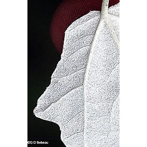 White Poplar Seeds for Planting - 30 Seeds - Stunning White Leaf Tree - Fast Growing Tree