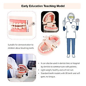 Lightweight toothbrush model for demonstration in a hospital of dental clinic teaching you while brushing your teeth