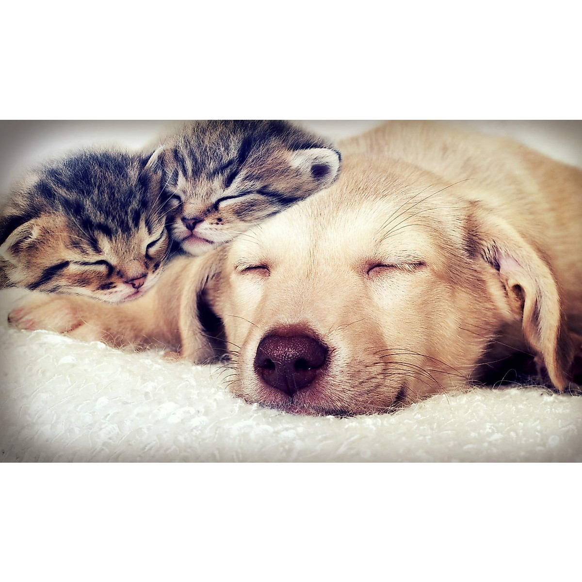 I LOVE MY PETS LLC cat Calming Treats - PET Relaxant - Powerful Anxiety Relief - Healthy Chews - tryptophan for Cats - 90 Treats (1 Bottle)