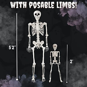 Posable Life Size Human Skeleton Family Set of 2 -Adult (5' 2")& Children (2')-Halloween Prop Indoor Outdoor Decorations w Bones- Fun & Educational Science Classroom