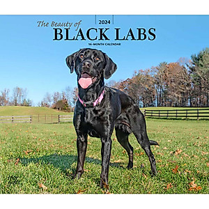 The Beauty of Black Labrador Retrievers | 2024 14 x 24 Inch Monthly Deluxe Wall Calendar | Sticker Sheet | StarGifts | Animal Dog Breeds