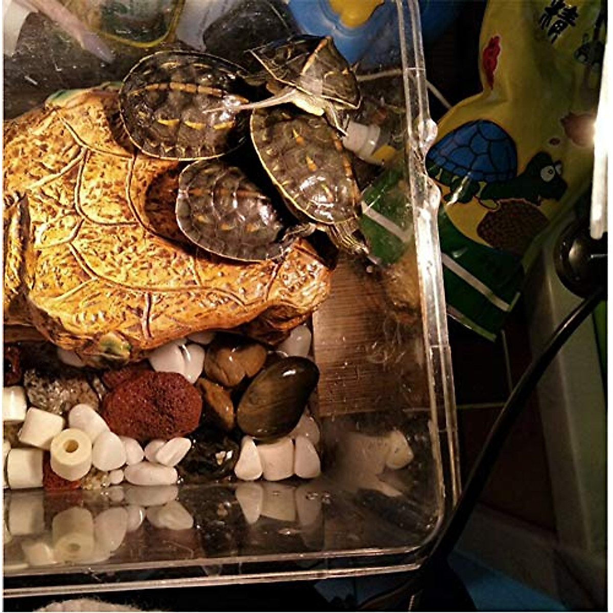 MD Lighting 6-Pack Reptile Heat Lamp Bulb, E26/E27 75 Watt Full Spectrum Sun Light Lamp for Bearde Dragon, Lizard, Turtle, Gecko & More