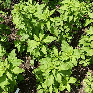 300 Epazote Seeds Mexican Herb Seeds for Planting Garden