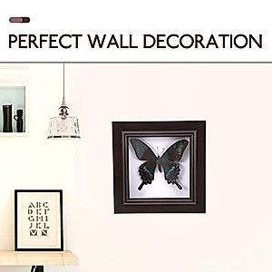 Housoutil Butterfly Specimens in Shadow Box Blue Morpho Butterfly Framed and Mounted in Black Display for Wall Shelf or Table Display