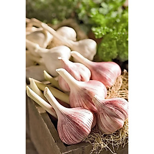 Purple Garlic Tubers, 1 Pound Hardneck Garlic Tubers Planting Ornaments Garden Perennials Simple to Grow Pots Gift