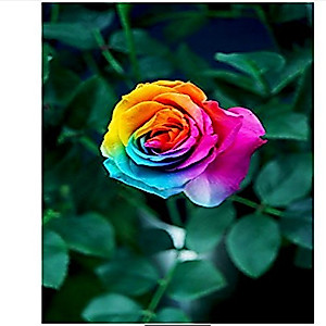 1000Pcs Beautiful Rainbow Rose Seeds Multi-colored Rose Seeds Rose Flower Seeds